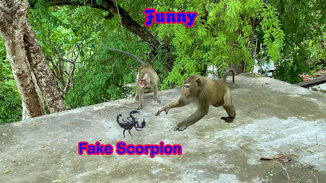 Funny Fake Scorpion Prank Monkey - YouTube