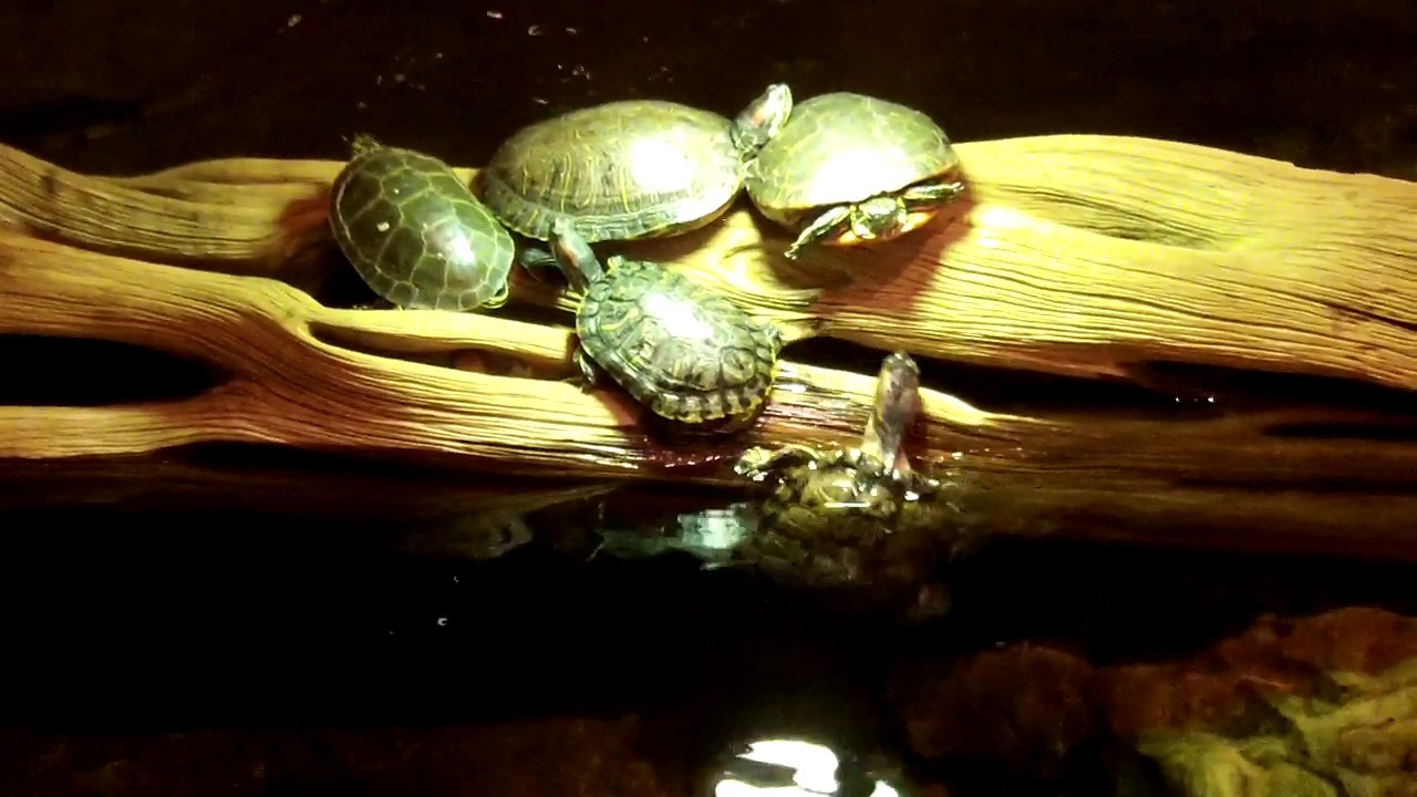 Turtles at Bass Pro Shops - YouTube