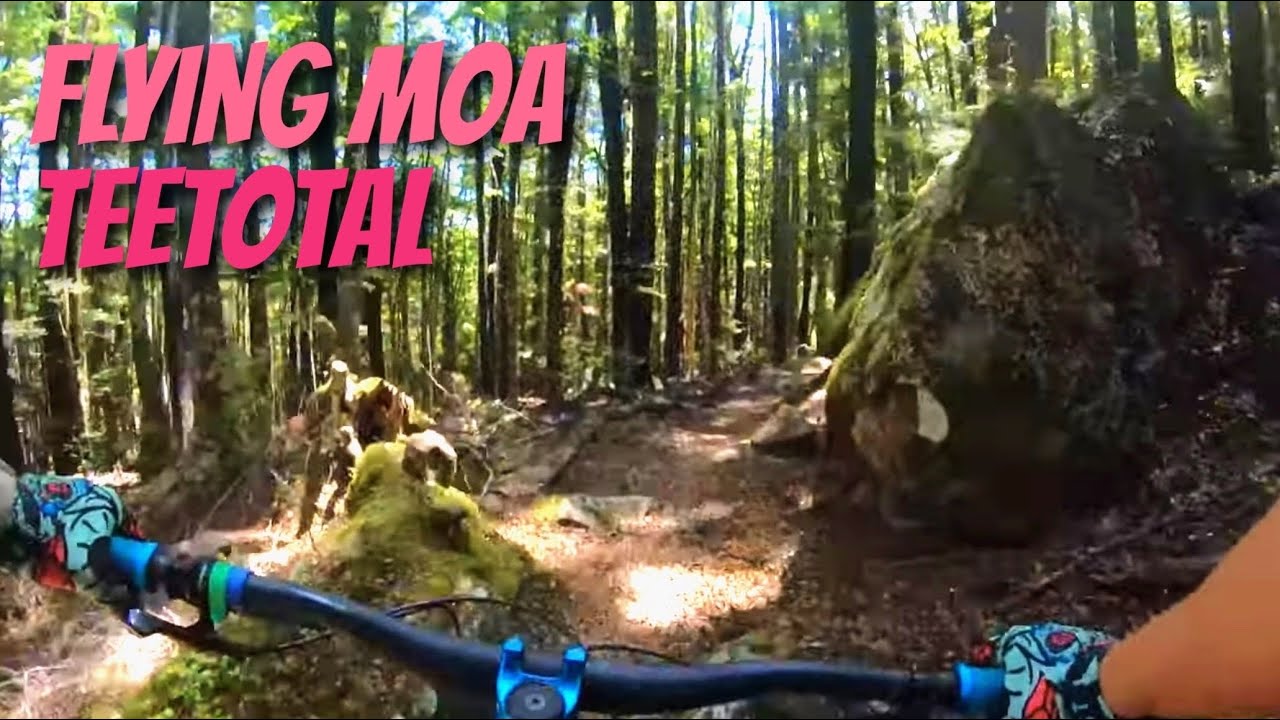 Root paradise on Flying Moa - Teetotal, Tasman, New Zealand, December ...