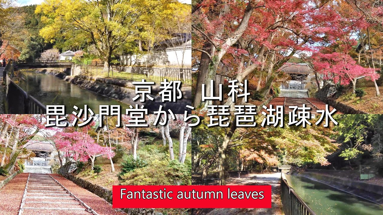 4K【 京都ひとり旅】毘沙門堂から紅葉の琵琶湖疎水を散策/Take a walk through Lake Biwa Canal from ...