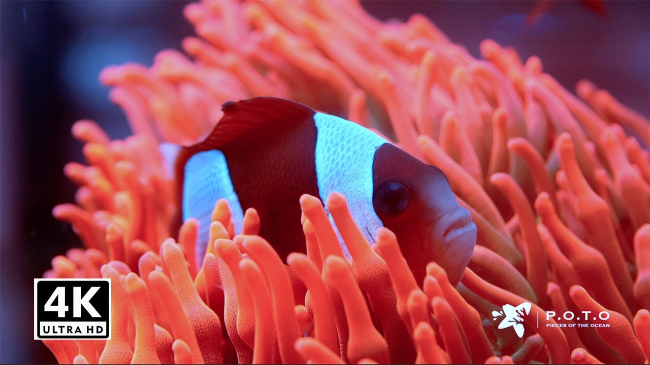 4K Footage of Underwater Coral Reefs in the Aquarium (1 Hour Long ...