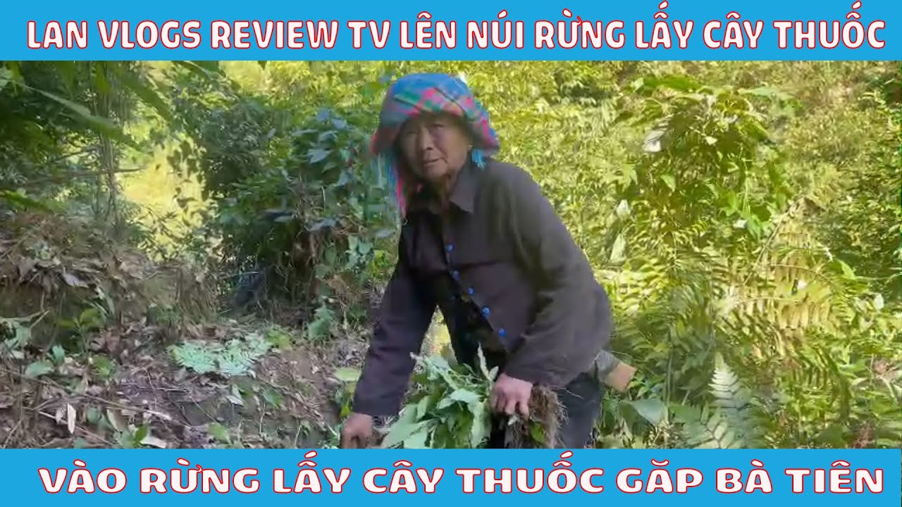 Lan Vlog Review TV Vào Rừng Lấy Cây Thuốc Gặp Bà Tiên #133 - YouTube