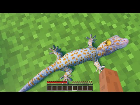 how to catch a gecko in minecraft - YouTube
