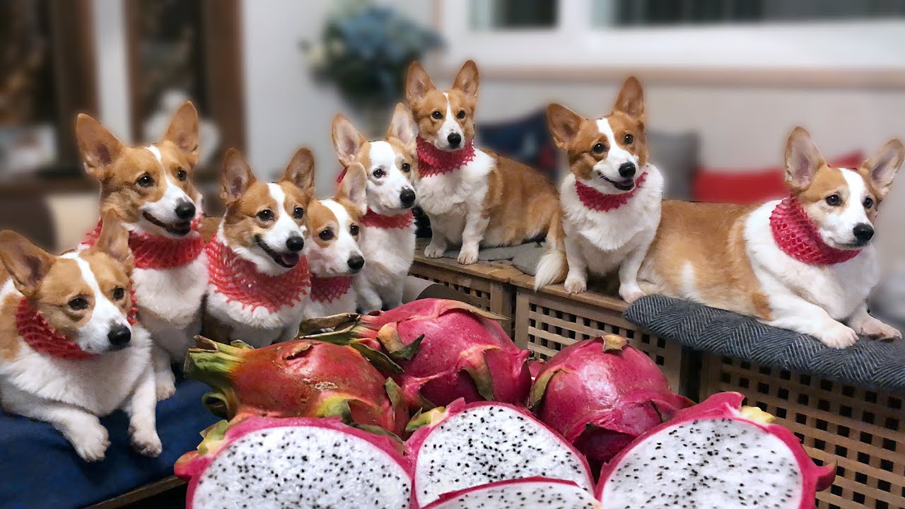 용과(龍果)를 처음 먹어본 8마리 웰시코기들의 반응 ㅣ The reaction of 8 Welsh corgis to try ...