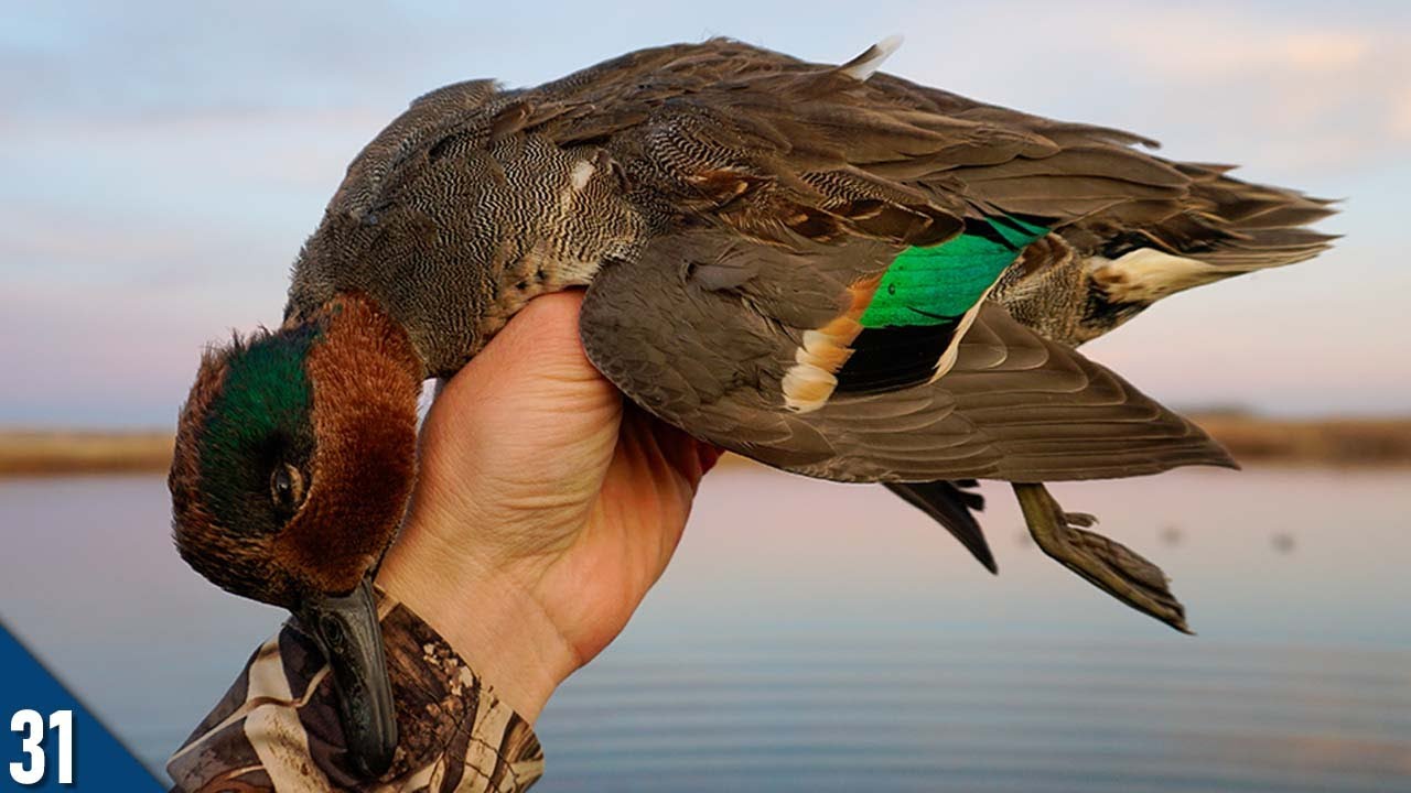 SOLO Afternoon Duck Hunt | 28 Gauge Duck Hunting - YouTube