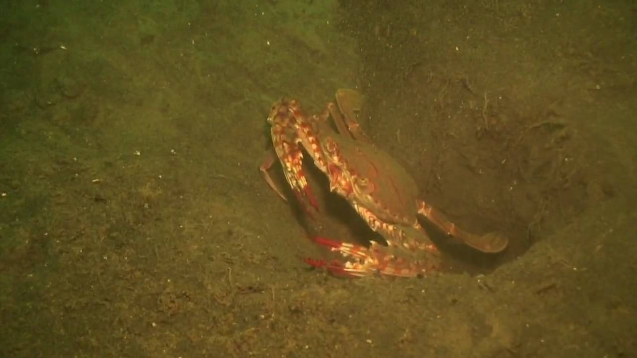 アカイシガニ Charybdis miles - YouTube