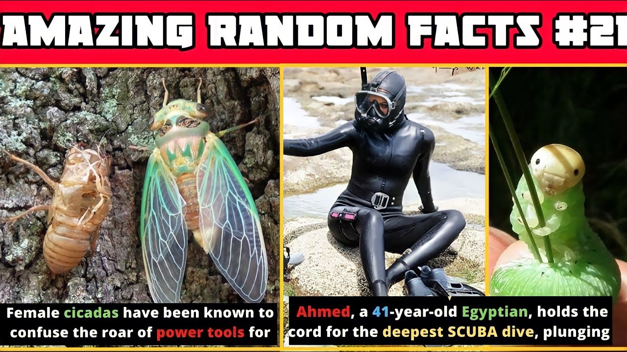 Do You Know Facts?? #21 | Amazing Random Facts You Should Know ...