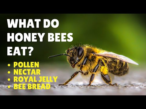 How Do Bumble Bees Get Their Food