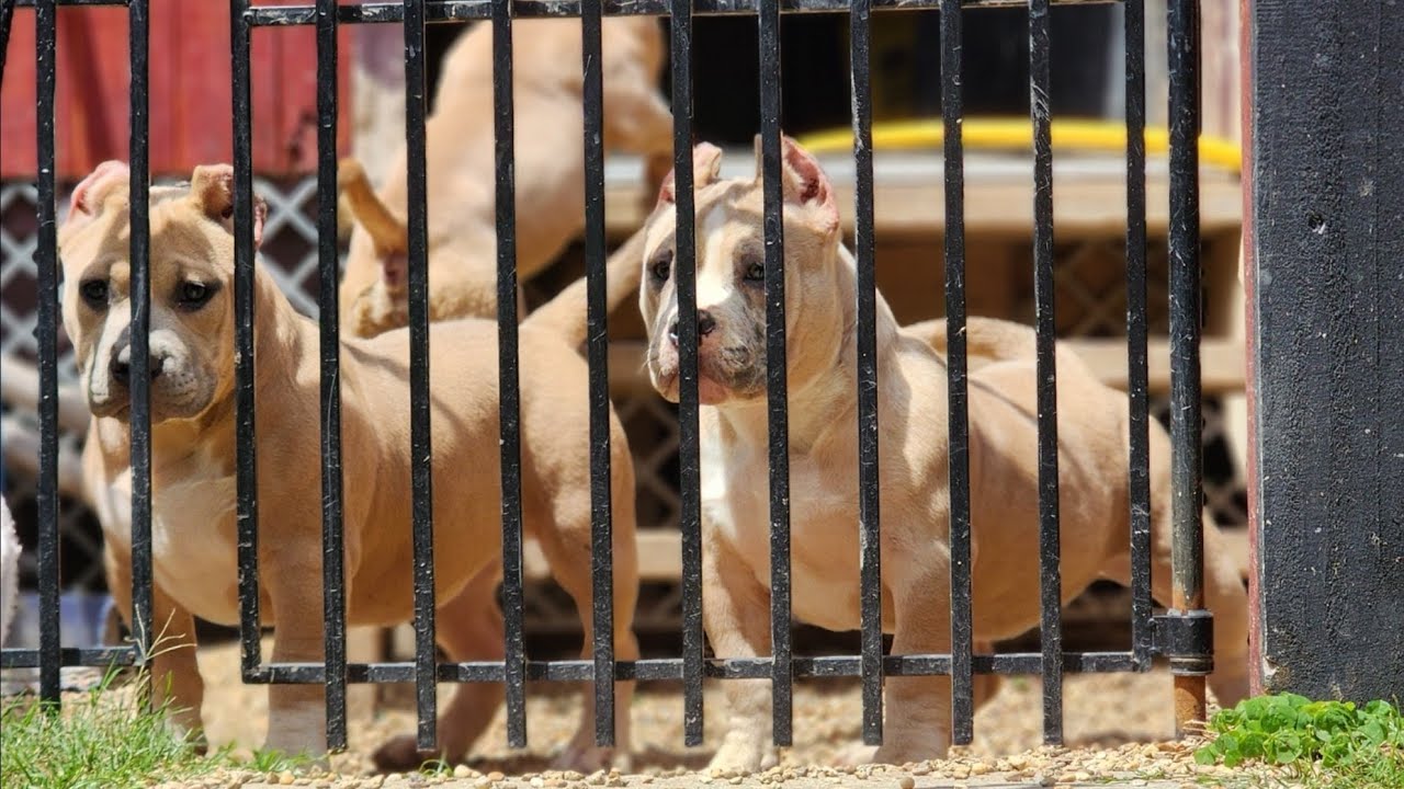 Saturday at Royal Kennels - YouTube