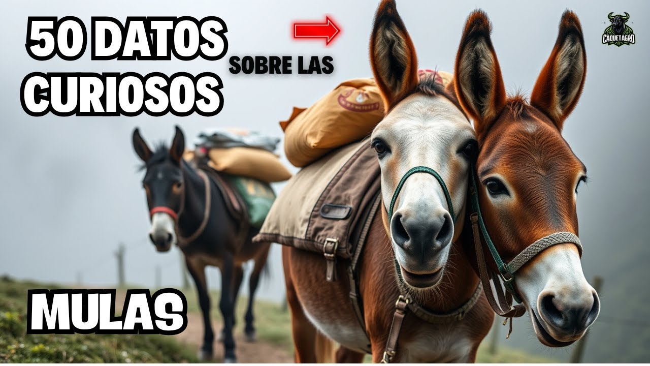 50 datos curiosos sobre las MULAS que no conocias - YouTube