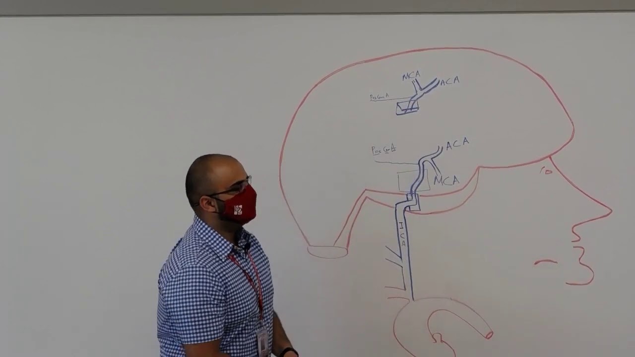 Internal Carotid Artery Route - YouTube
