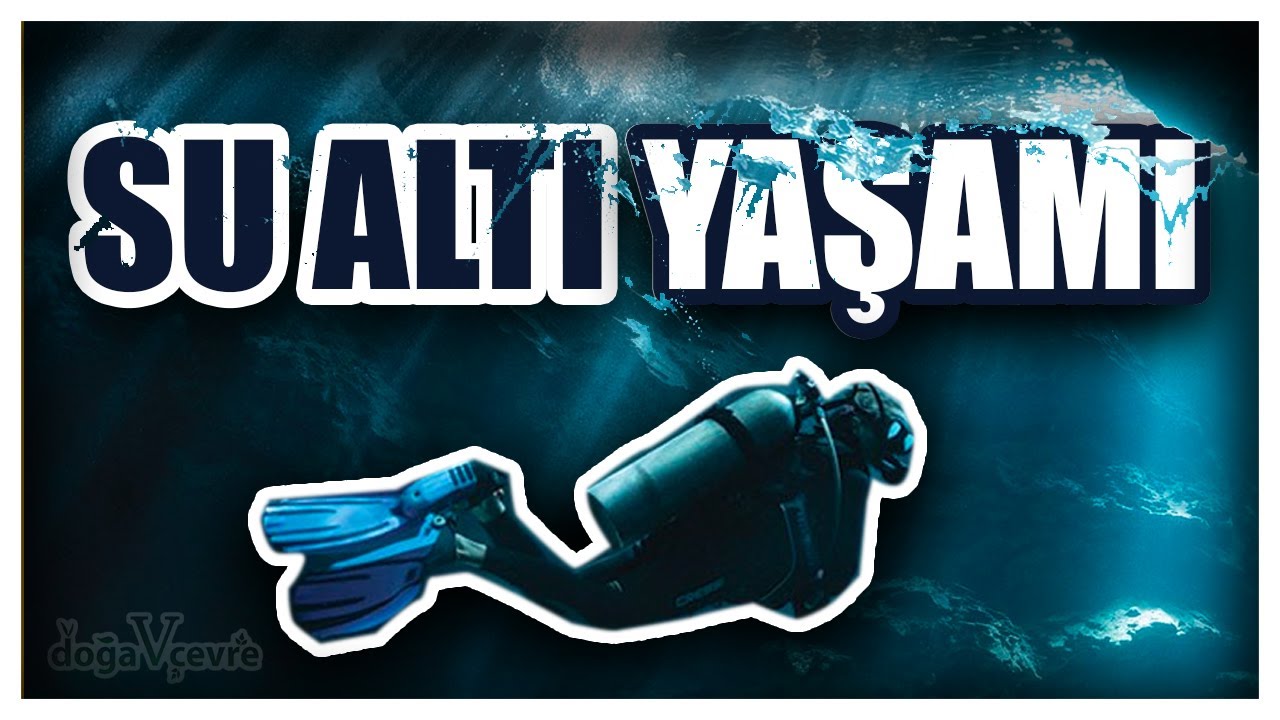 SU ALTI YAŞAMI (Su Altında Yaşayan Canlılar) - YouTube