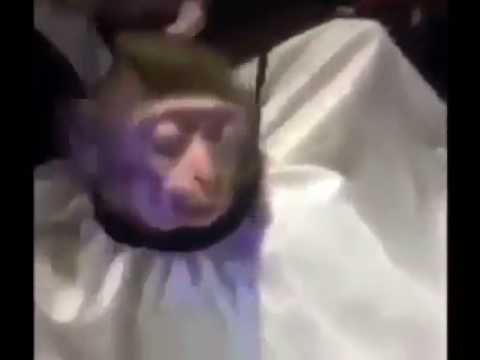 En komik Hayvan Maymun Tıraş  Oluyor(komik müzik)
