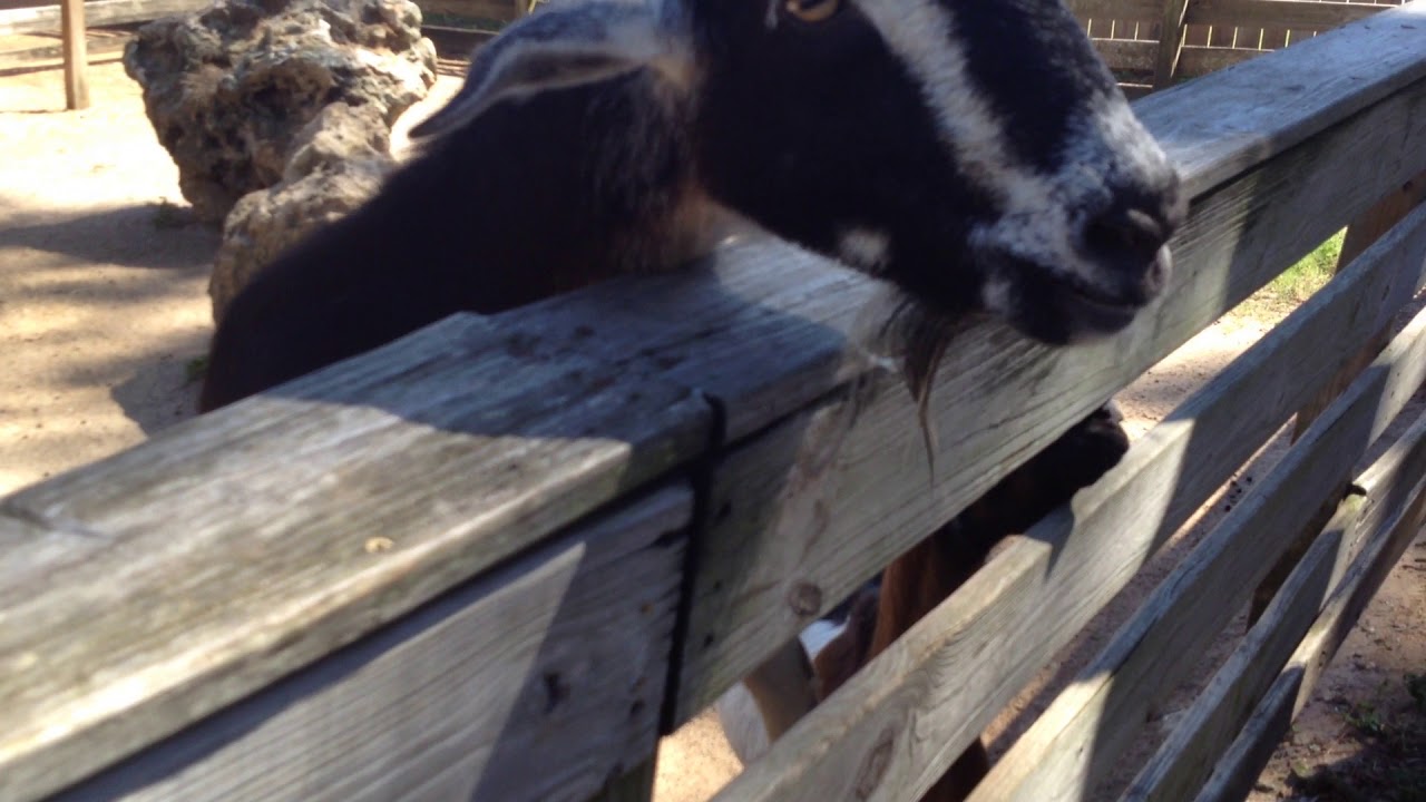 Z57 presents goat enclosure - YouTube