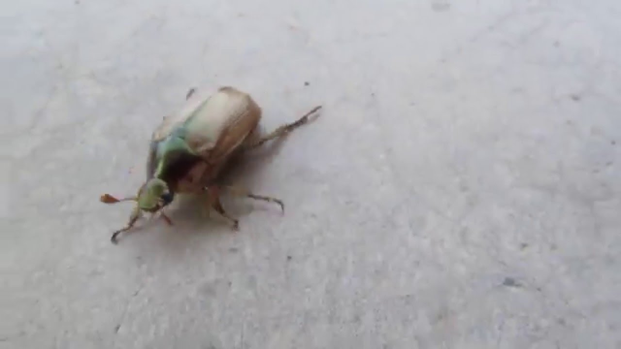 Escarabajo o Cucarron de Cabeza Verde - Green Head Beetle - YouTube