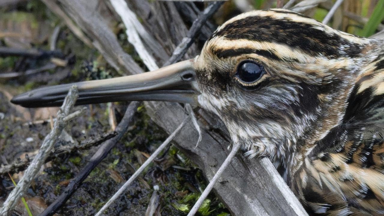 “Rare Jack Snipe Bobbing While Feeding — Amazing Close-Up Behaviour ...