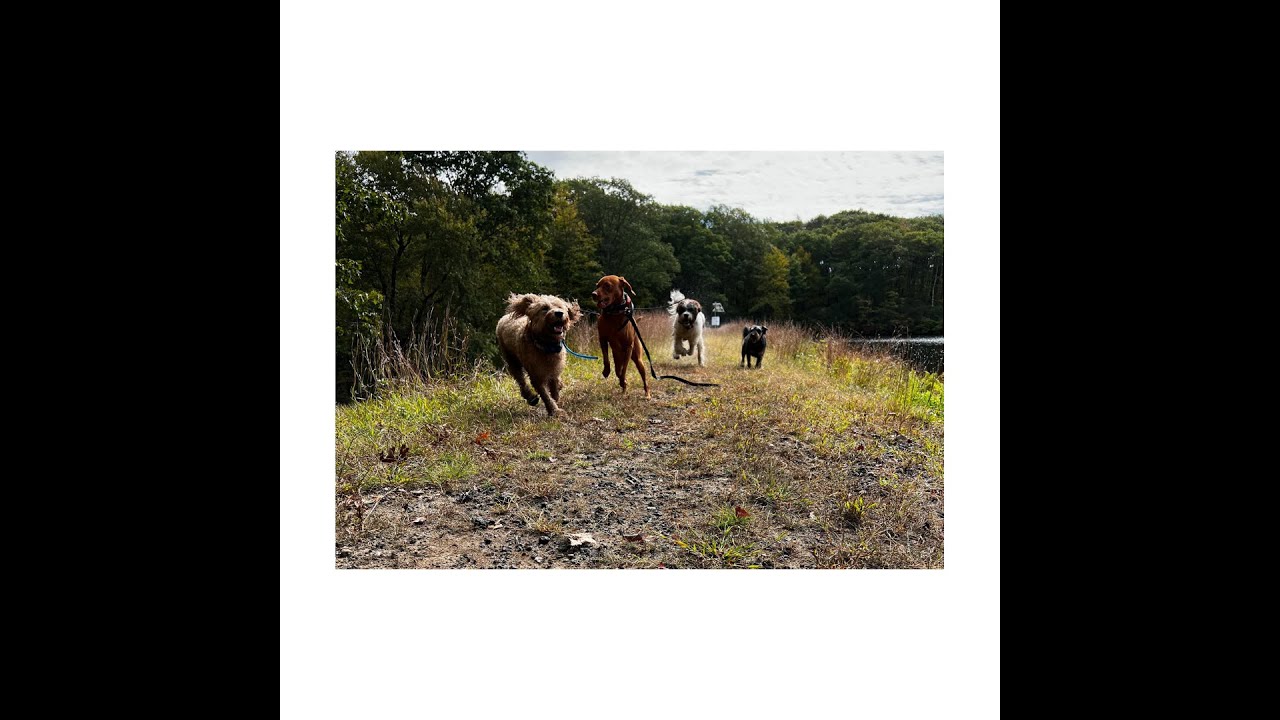 Thursday 10/12 Hike with Winston, Chai, Roxy, Jagger + Zoey! - YouTube