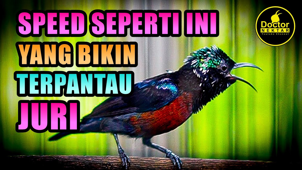 SUARA BURUNG KONIN GACOR FULL ISIAN COCOK UNTUK KONIN TEMBAKAN RAPAT ...