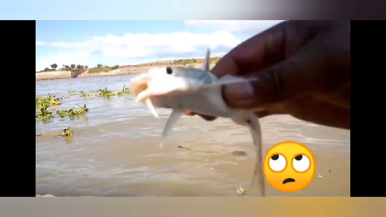 Kanduli fishing video clips, Manila Sea Catfish #PampangaMasterAnglers ...
