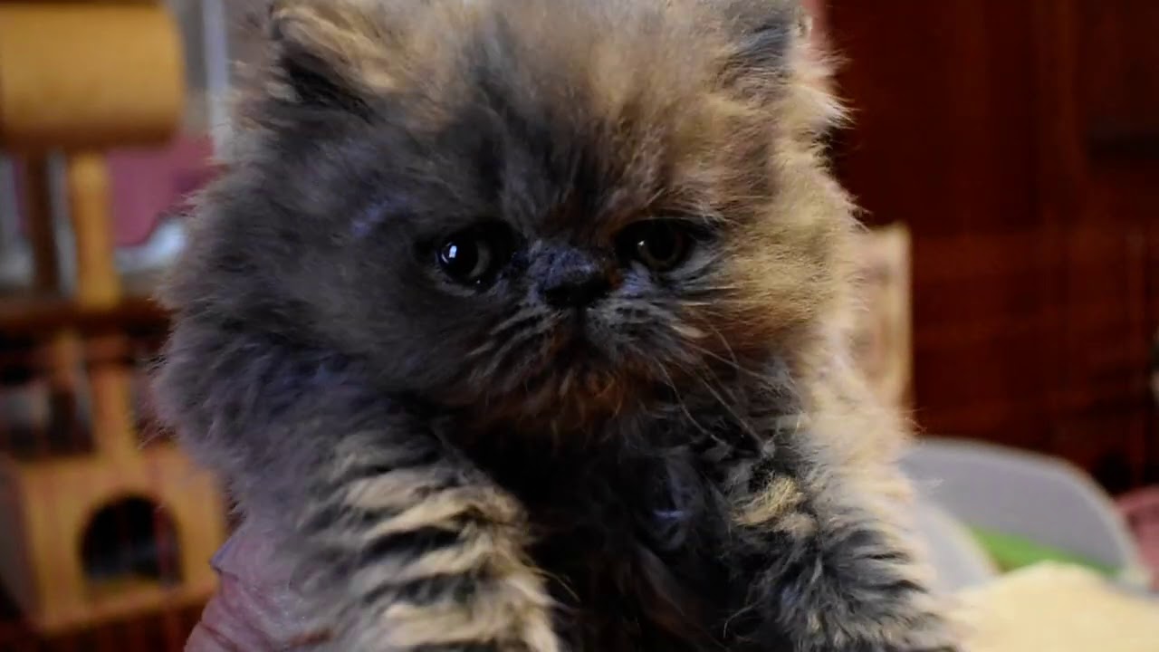 Bellflower & Larkspurs Adorable Blue Persians & Chocolate Point ...