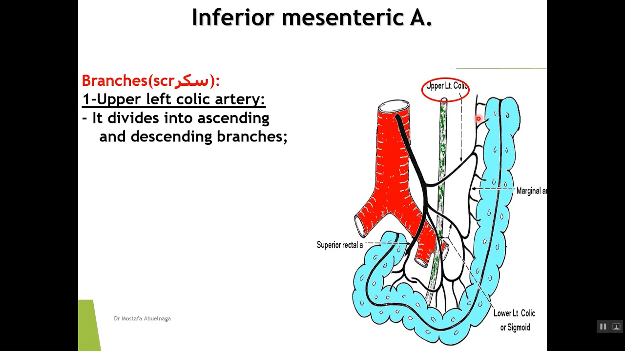 Portal circulation and portosystemic anastomosis - YouTube