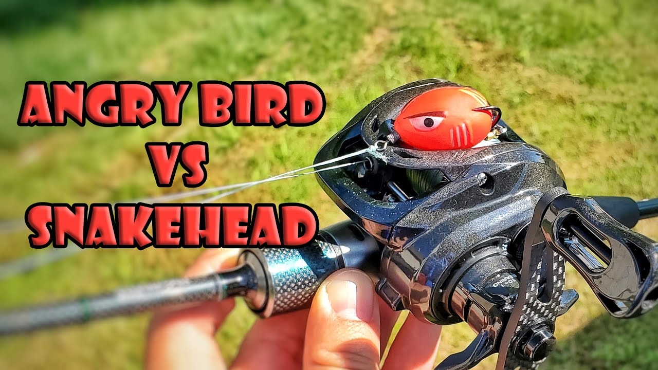 Snakehead Fishing Challenge Using Ultralight Tackle Angry Bird Frog ...
