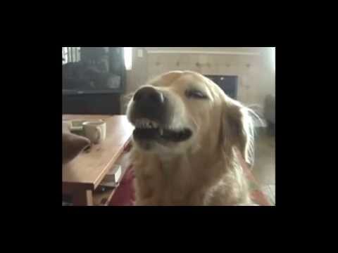 Funny Dog Video - Cutest Smiling Dogs Ever! - YouTube