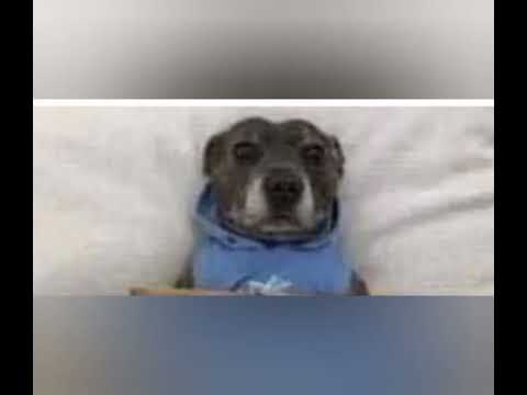 Oh no oh no oh no no no no no dog funny video dog having piza