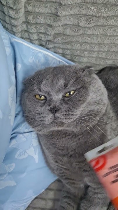 Милый котик 😍🥰🥰🥰😍🥰🥰🤣🤣🤣🤣🤣🤣🤣🤣🤣🤣🤣🤣🤣🤣😂🤣🤣🤣🤣🤣🤣🤣🤣🤣🤣 Youtube