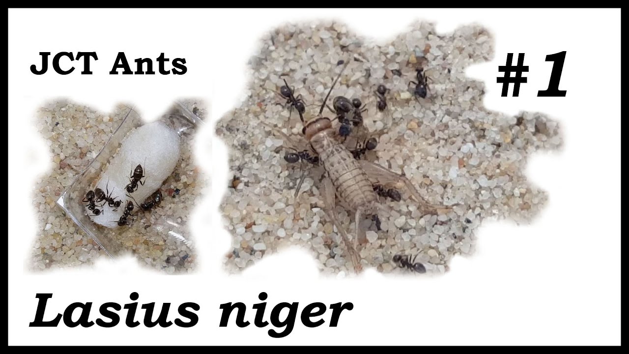 Lasius niger #1 - Meet the colony - YouTube