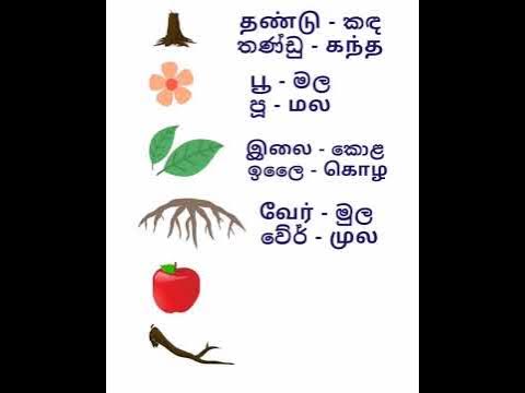 Parts of tree | ගසේ කොටස් | மரத்தின் பாகங்கள் | tamil | sinhala # ...