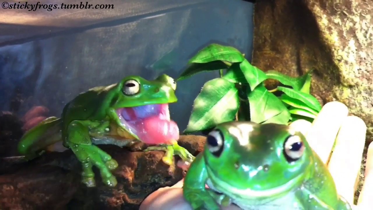 Gumby is Viciously Attacked by Very Angry brother Jens! - YouTube
