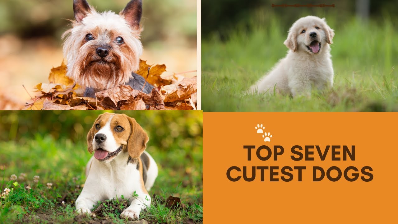 Top seven cutest small dogs | Cute dogs - YouTube