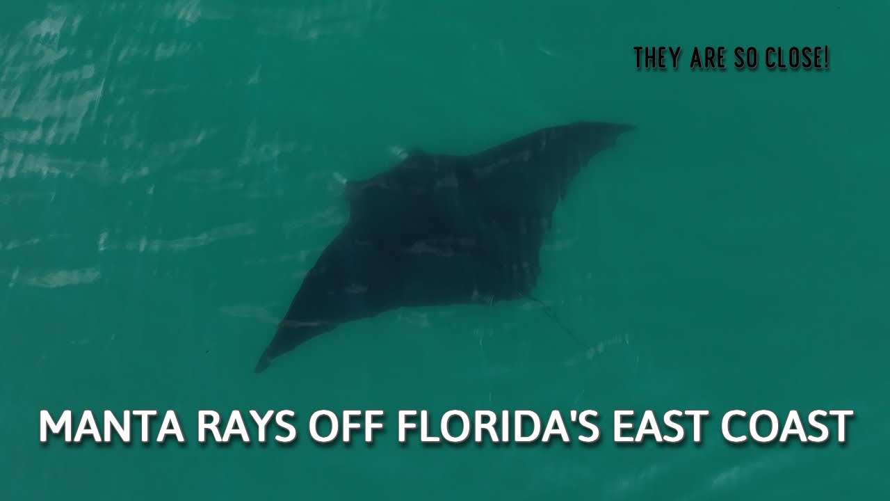 Manta Rays off Florida's East Coast | Drone Video - YouTube