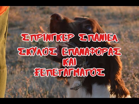 ΣΠΡΙΝΓΚΕΡ ΣΠΑΝΙΕΛ ΣΚΥΛΟΣ ΞΕΠΕΤΑΓΜΑΤΟΣ & ΕΠΑΝΑΦΟΡΑΣ - YouTube
