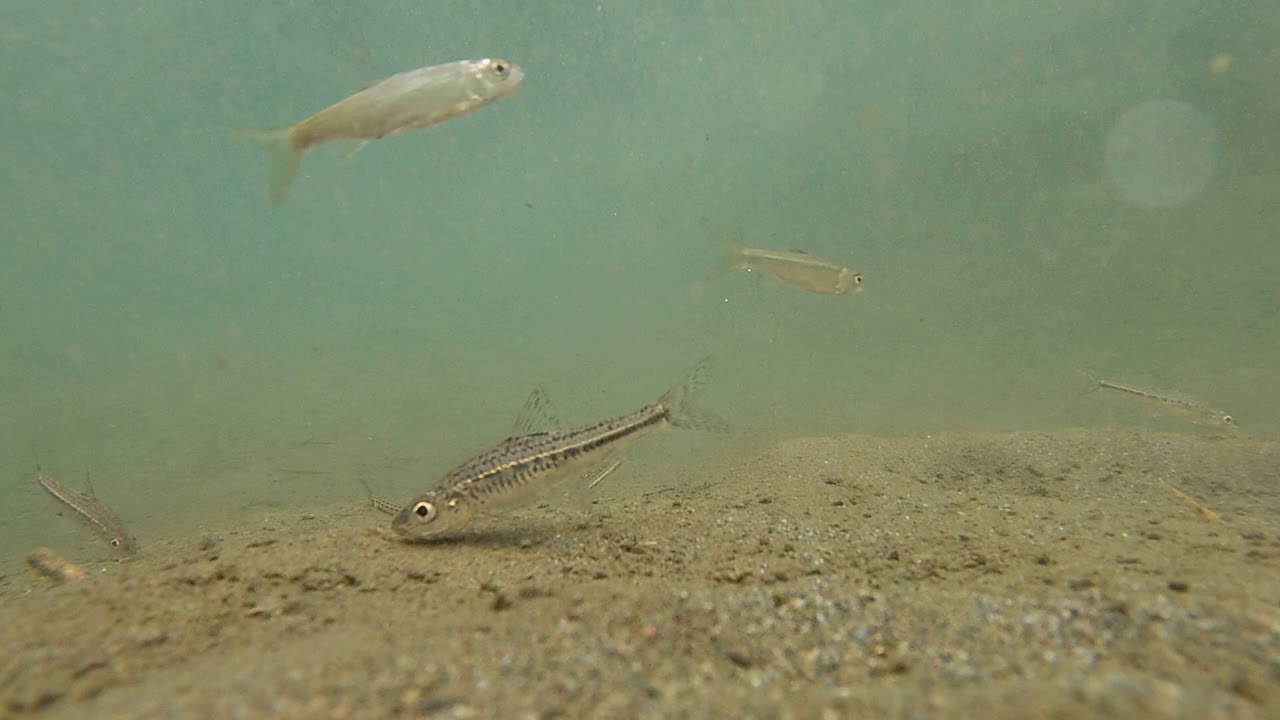 GH018649 Forage behaviour of Squalidus banarescui , Taichung, Taiwan ...