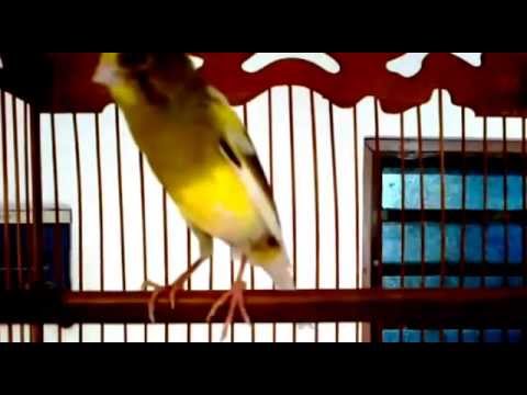 Funny video in Canary Bird 2014 - YouTube