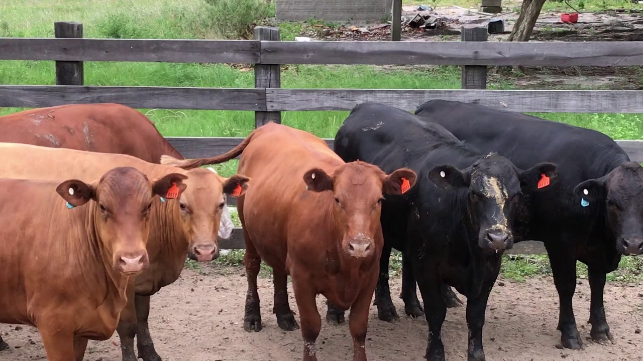 Novilhas angus, alto grão - Fazenda Três Coqueiros - YouTube
