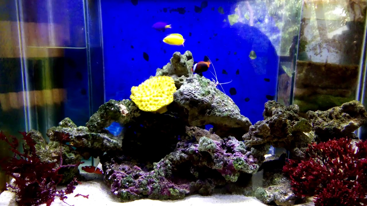 Aquarium Air Laut... IBRAHIM ANDRE HAIDAR - YouTube