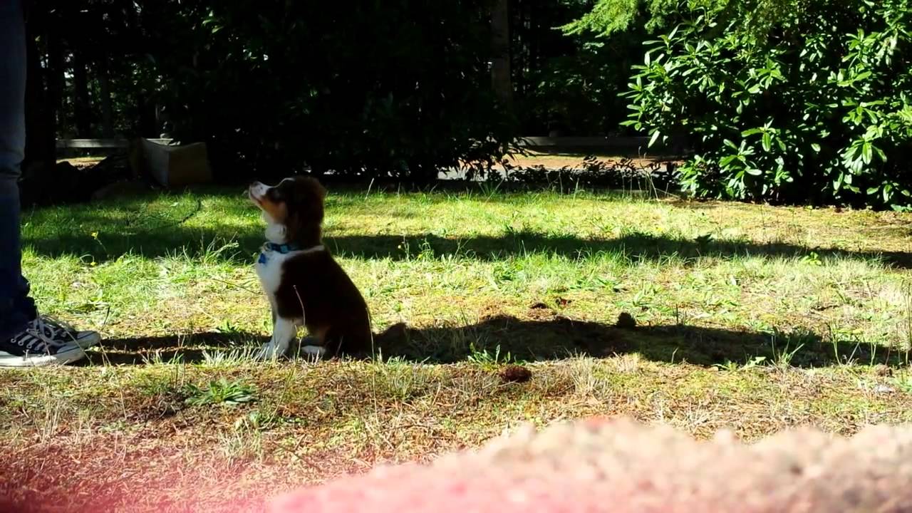 3 month old Mini Aussie training time - YouTube