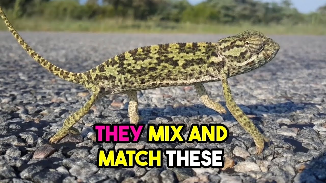 Chameleon MastersDescription:🦎 Explore the world of chameleons in "Chameleon Masters"! - YouTube