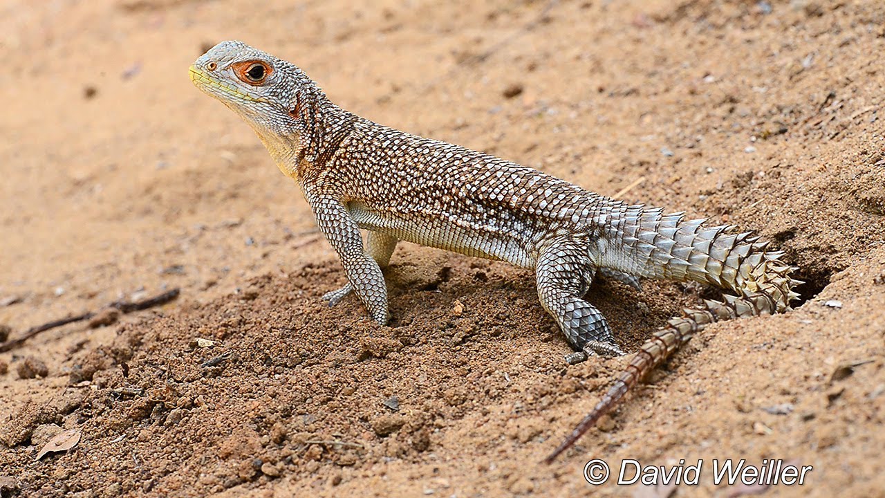 Fight of The Giant Hognose Snake VS THE Spiny-Tailed Iguana - YouTube