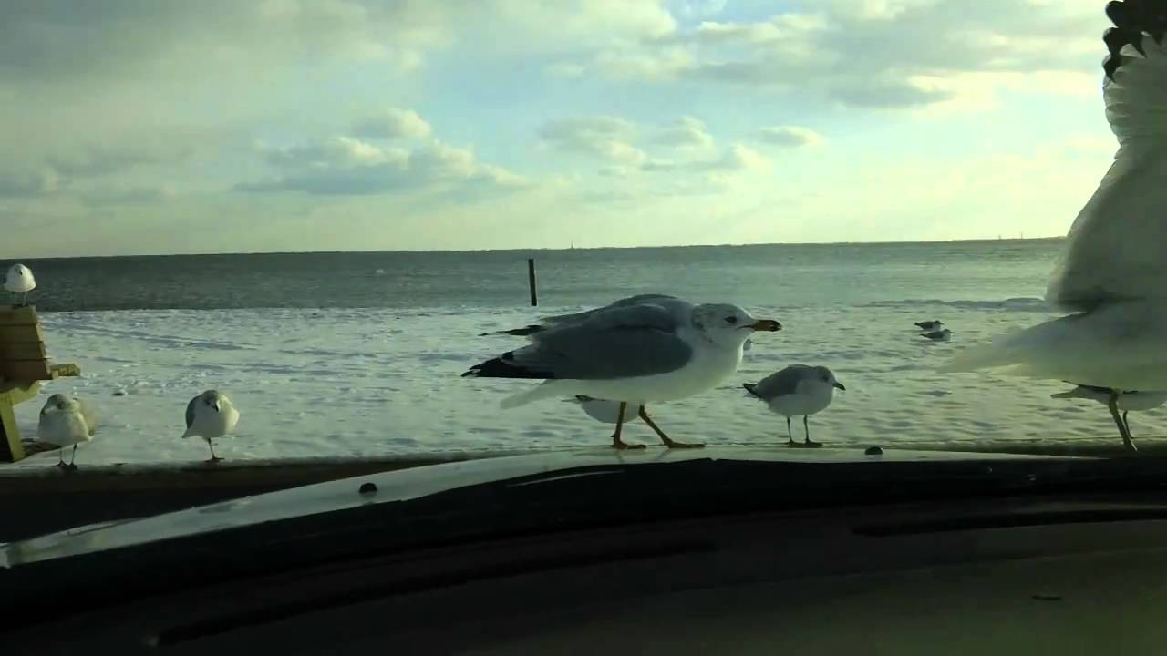 Attack of the Gulls - YouTube