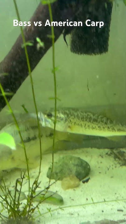 Bass Vs Carp - YouTube