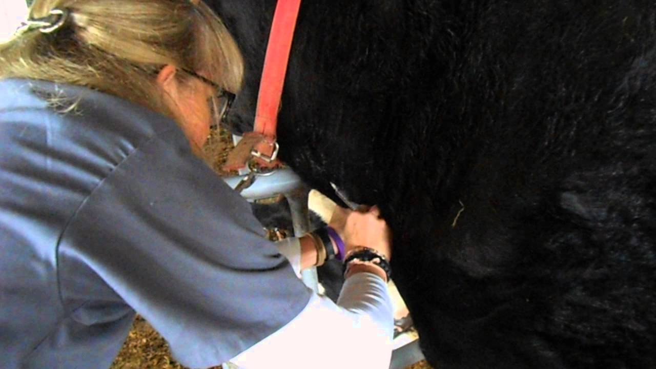 PF Practicum 2 Video of Jugular Blood Draw on a Cow - YouTube
