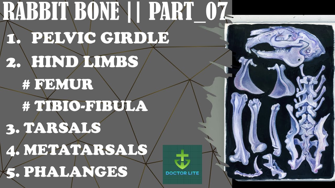 RABBIT BONE || PART_07 || PELVIC GIRDLE || HIND LIMBS || TARSALS, META ...