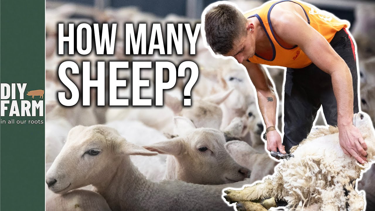 HOW MANY SHEEP CAN YOU SHEAR IN 24 HOURS? - YouTube