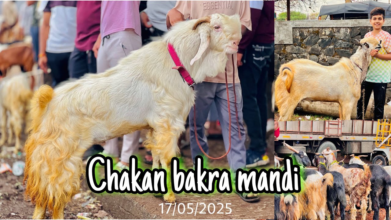 Pune Biggest Bakra mandi | Chakan Bakra Mandi 17/05/2025 | Ayaan Memon ...