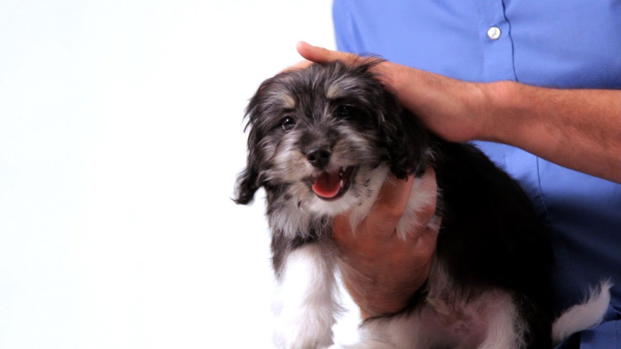How to Deal with a Fearful Puppy | Puppy Care - YouTube
