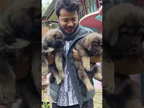 Himalayan shepherd mastiff puppies ! Rare Bhotia dogs in Arunachal ...